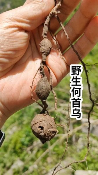 野生何首乌长什么样_如何辨别真假野生何首乌-第1张图片-山城妙识