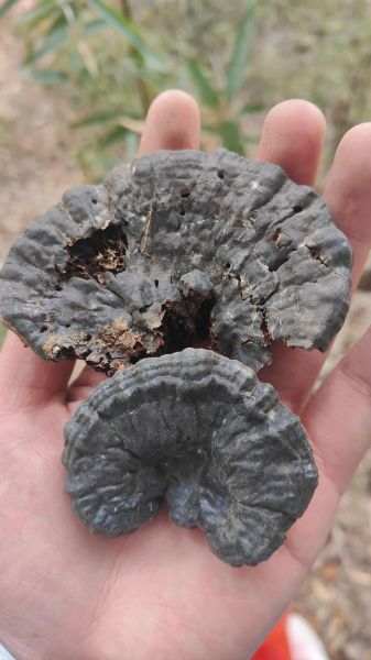 野生何首乌长什么样_如何辨别真假野生何首乌-第2张图片-山城妙识