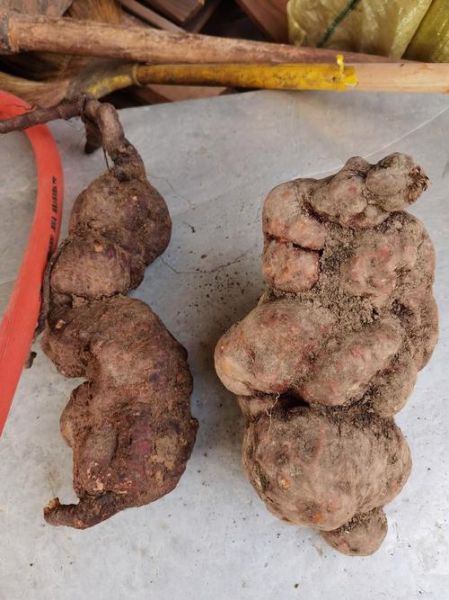 野生何首乌长什么样_如何辨别真假野生何首乌-第3张图片-山城妙识