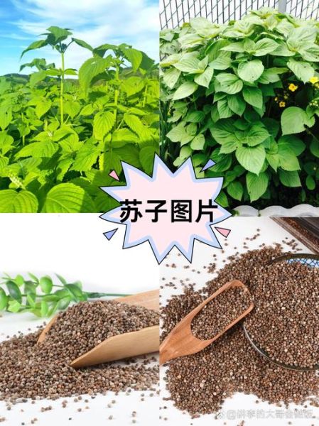 苏子图片_苏子叶长什么样-第1张图片-山城妙识