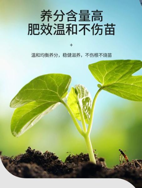 豆饼肥和鸡粪肥哪个好_哪个更适合种菜-第3张图片-山城妙识 豆饼肥和鸡粪肥哪个好_哪个更适合种菜-第3张图片-山城妙识