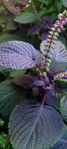 苏子图片_苏子叶长什么样-第3张图片-山城妙识