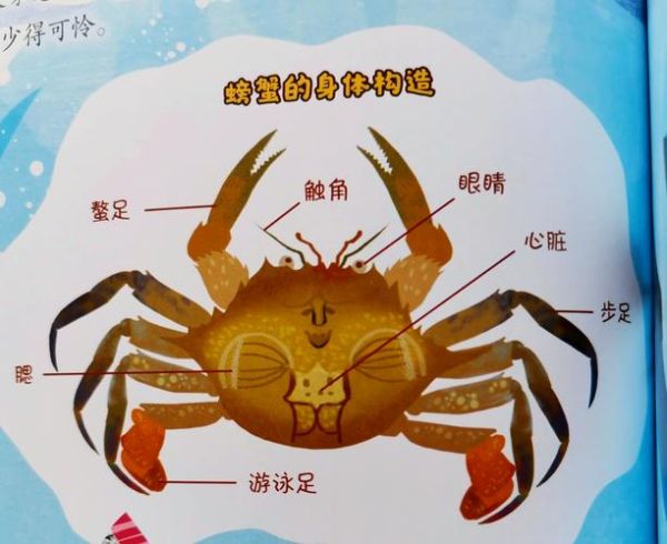 螃蟹几条腿_正确图片怎么画-第1张图片-山城妙识 螃蟹几条腿_正确图片怎么画-第1张图片-山城妙识