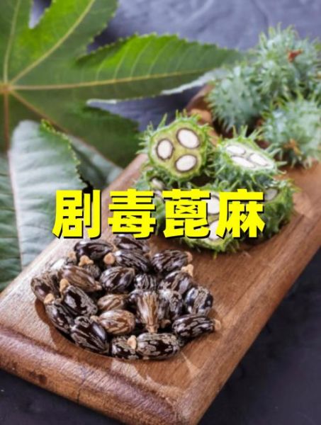 蓖麻毒素中毒症状_蓖麻毒素解毒方法-第1张图片-山城妙识 蓖麻毒素中毒症状_蓖麻毒素解毒方法-第1张图片-山城妙识