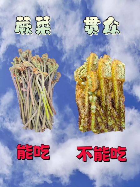 农村100种野菜图片_如何辨认与食用-第3张图片-山城妙识