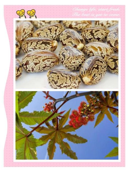 蓖麻毒素中毒症状_蓖麻毒素解毒方法-第3张图片-山城妙识 蓖麻毒素中毒症状_蓖麻毒素解毒方法-第3张图片-山城妙识