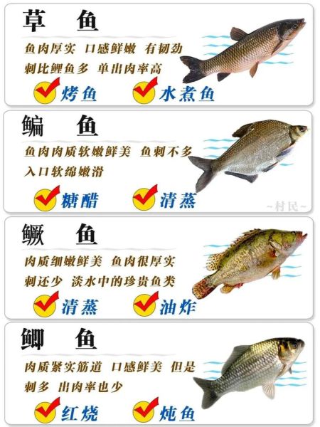 鱼类大全名字图片大全_如何快速识别常见淡水鱼-第3张图片-山城妙识
