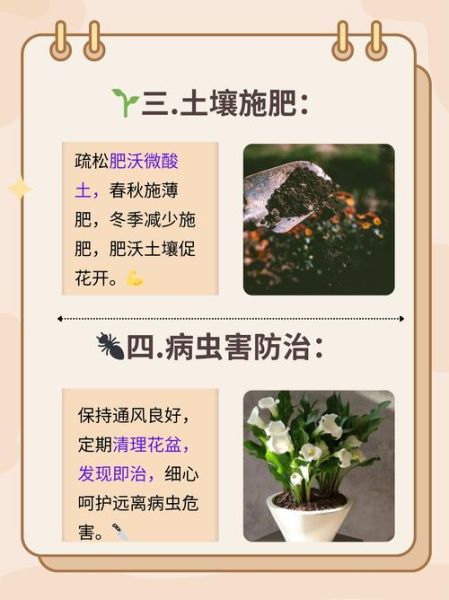 马蹄莲怎么养_马蹄莲的养殖方法和注意事项-第1张图片-山城妙识