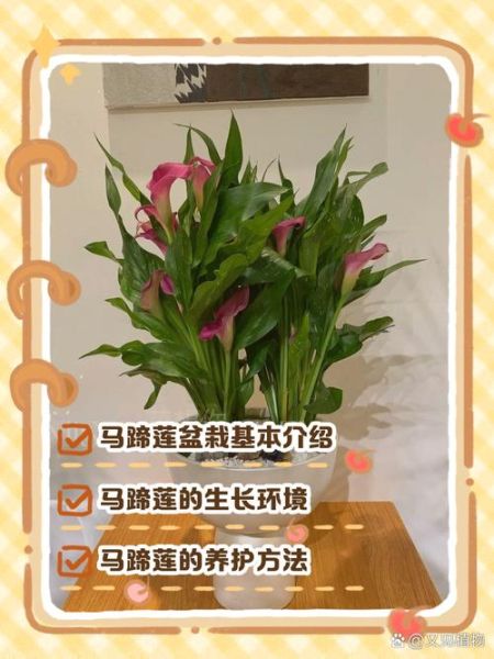 马蹄莲怎么养_马蹄莲的养殖方法和注意事项-第2张图片-山城妙识