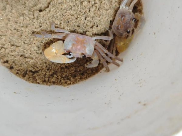 中华沙蟹怎么养_中华沙蟹吃什么-第3张图片-山城妙识 中华沙蟹怎么养_中华沙蟹吃什么-第3张图片-山城妙识