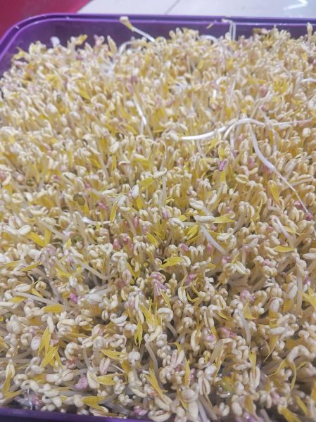 豆芽图片大全大图_如何挑选新鲜豆芽-第2张图片-山城妙识 豆芽图片大全大图_如何挑选新鲜豆芽-第2张图片-山城妙识