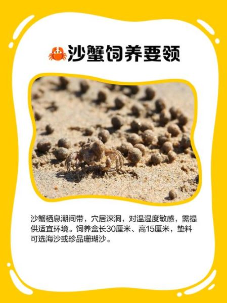 中华沙蟹怎么养_中华沙蟹吃什么-第2张图片-山城妙识 中华沙蟹怎么养_中华沙蟹吃什么-第2张图片-山城妙识