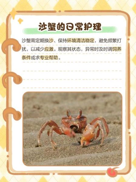 中华沙蟹怎么养_中华沙蟹吃什么-第1张图片-山城妙识 中华沙蟹怎么养_中华沙蟹吃什么-第1张图片-山城妙识