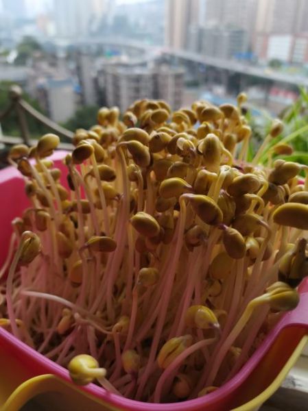 豆芽图片大全大图_如何挑选新鲜豆芽-第1张图片-山城妙识 豆芽图片大全大图_如何挑选新鲜豆芽-第1张图片-山城妙识