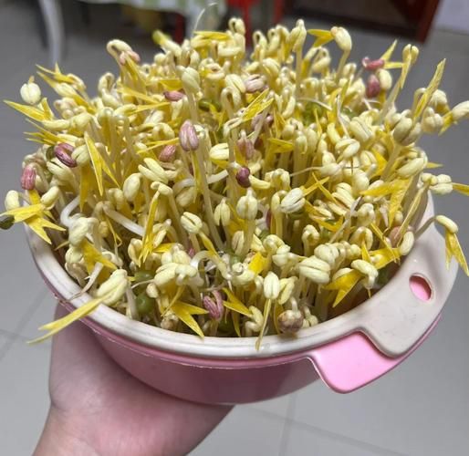 豆芽图片大全大图_如何挑选新鲜豆芽-第3张图片-山城妙识 豆芽图片大全大图_如何挑选新鲜豆芽-第3张图片-山城妙识