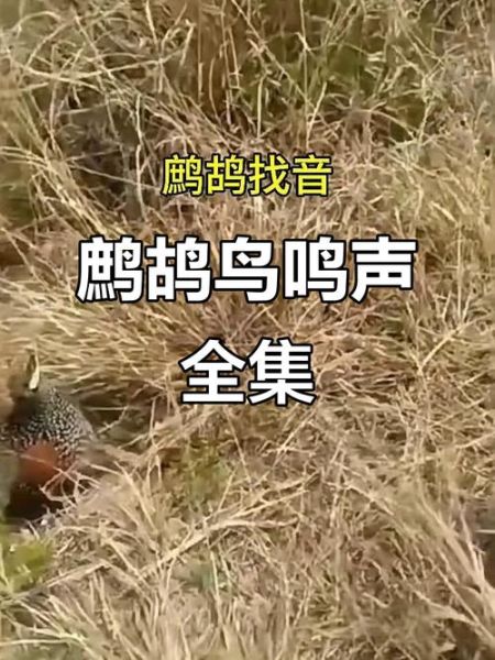 鹧鸪怎么读_鹧鸪鸟叫声怎么学-第1张图片-山城妙识