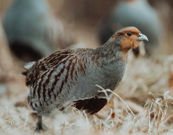 鹧鸪怎么读_鹧鸪鸟叫声怎么学-第3张图片-山城妙识