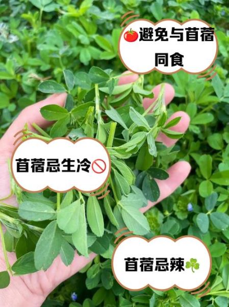 苜蓿不能和什么一起吃_苜蓿相克食物有哪些-第2张图片-山城妙识 苜蓿不能和什么一起吃_苜蓿相克食物有哪些-第2张图片-山城妙识