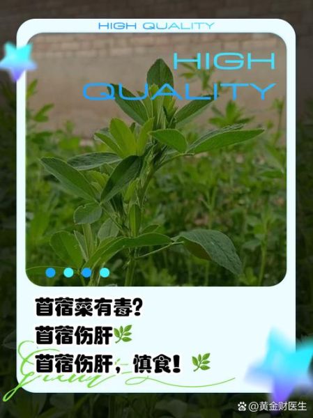 苜蓿不能和什么一起吃_苜蓿相克食物有哪些-第1张图片-山城妙识 苜蓿不能和什么一起吃_苜蓿相克食物有哪些-第1张图片-山城妙识