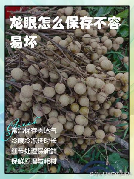 龙眼怎么保存不容易坏_新鲜龙眼能放多久-第1张图片-山城妙识