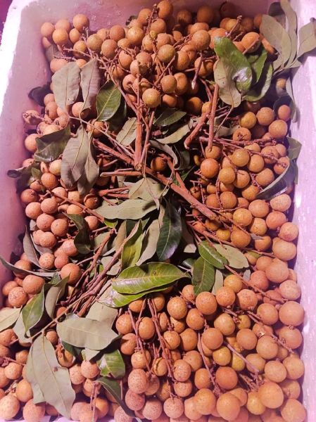 龙眼怎么保存不容易坏_新鲜龙眼能放多久-第3张图片-山城妙识