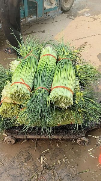 蒜薹价格最新行情_蒜薹为什么涨价-第1张图片-山城妙识