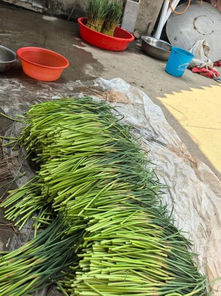 蒜薹价格最新行情_蒜薹为什么涨价-第2张图片-山城妙识