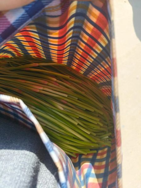 蒜薹价格最新行情_蒜薹为什么涨价-第3张图片-山城妙识