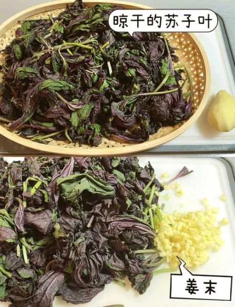 苏子叶冷冻保存能放多久_苏子叶怎么冷冻保存-第1张图片-山城妙识 苏子叶冷冻保存能放多久_苏子叶怎么冷冻保存-第1张图片-山城妙识