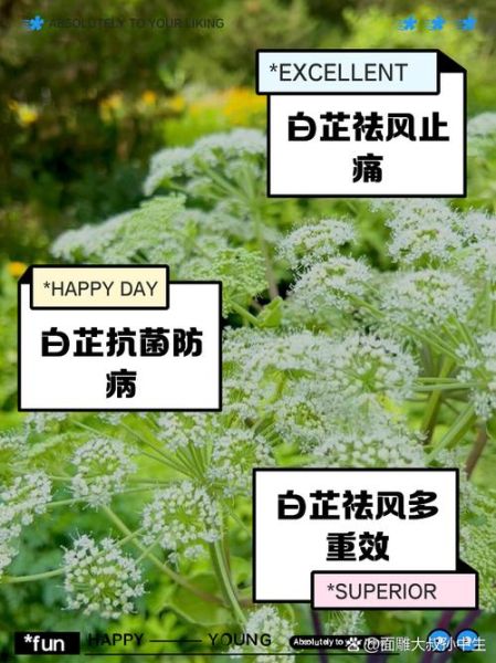 白芷的功效与作用_白芷能治什么病-第1张图片-山城妙识 白芷的功效与作用_白芷能治什么病-第1张图片-山城妙识