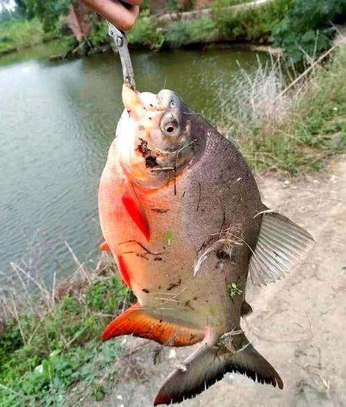 淡水白鲳好吃吗_淡水白鲳口感怎么样-第1张图片-山城妙识 淡水白鲳好吃吗_淡水白鲳口感怎么样-第1张图片-山城妙识