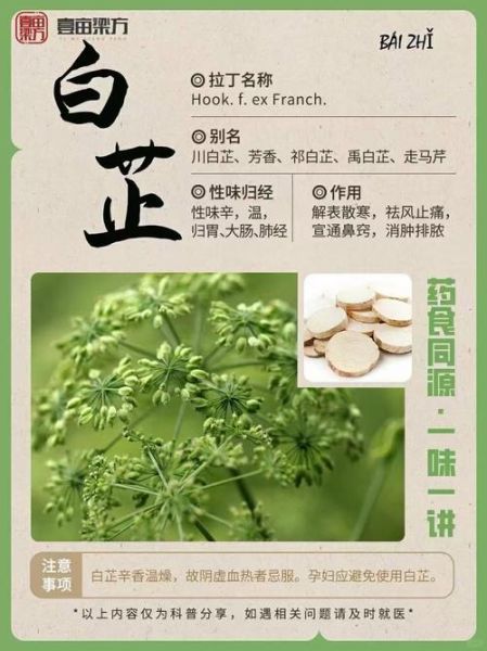 白芷的功效与作用_白芷能治什么病-第2张图片-山城妙识 白芷的功效与作用_白芷能治什么病-第2张图片-山城妙识