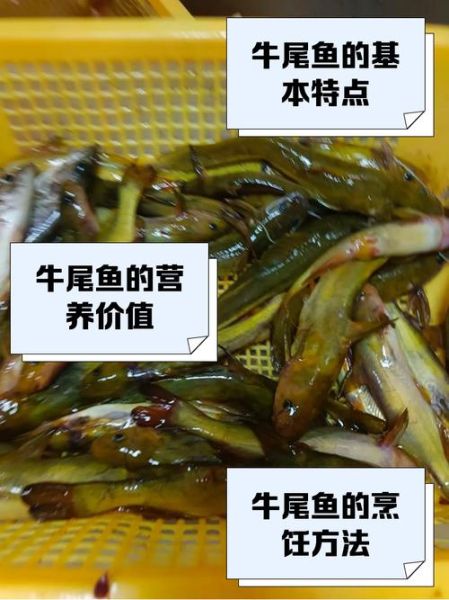 牛尾巴鱼怎么做好吃_牛尾巴鱼的家常做法-第1张图片-山城妙识