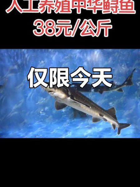 鲟鱼多少钱一斤_鲟鱼价格走势-第3张图片-山城妙识 鲟鱼多少钱一斤_鲟鱼价格走势-第3张图片-山城妙识