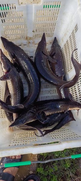 鲟鱼多少钱一斤_鲟鱼价格走势-第2张图片-山城妙识 鲟鱼多少钱一斤_鲟鱼价格走势-第2张图片-山城妙识