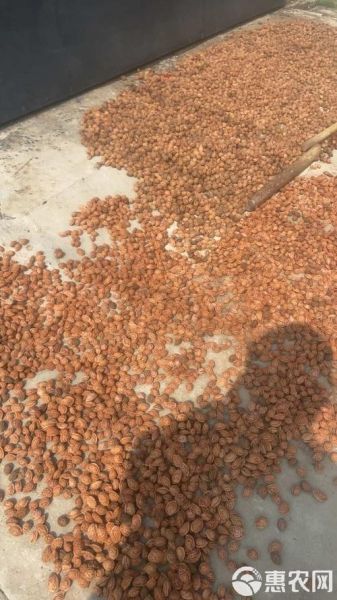 胡桃仁长什么样_胡桃仁和核桃仁的区别-第2张图片-山城妙识