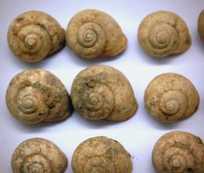 田螺和蜗牛的区别_田螺和蜗牛哪个能吃-第1张图片-山城妙识 田螺和蜗牛的区别_田螺和蜗牛哪个能吃-第1张图片-山城妙识