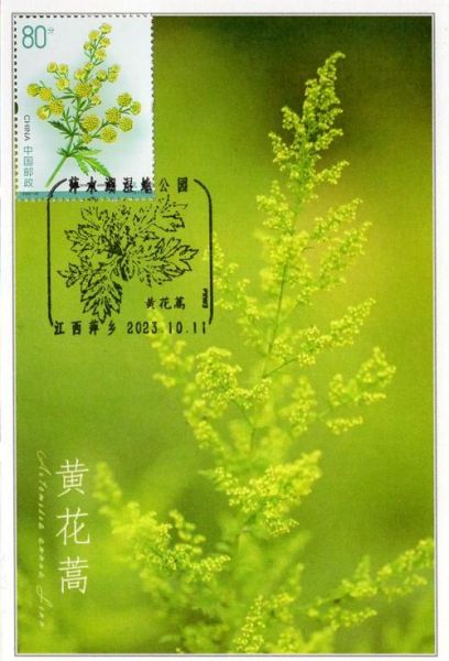黄花蒿的功效与作用_黄花蒿怎么吃效果最好-第2张图片-山城妙识 黄花蒿的功效与作用_黄花蒿怎么吃效果最好-第2张图片-山城妙识