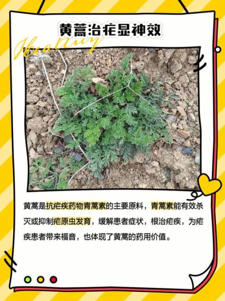 黄花蒿的功效与作用_黄花蒿怎么吃效果最好-第3张图片-山城妙识 黄花蒿的功效与作用_黄花蒿怎么吃效果最好-第3张图片-山城妙识