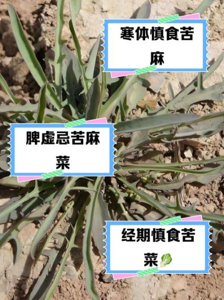 苦苦菜什么人不能吃_苦苦菜禁忌人群有哪些-第1张图片-山城妙识 苦苦菜什么人不能吃_苦苦菜禁忌人群有哪些-第1张图片-山城妙识