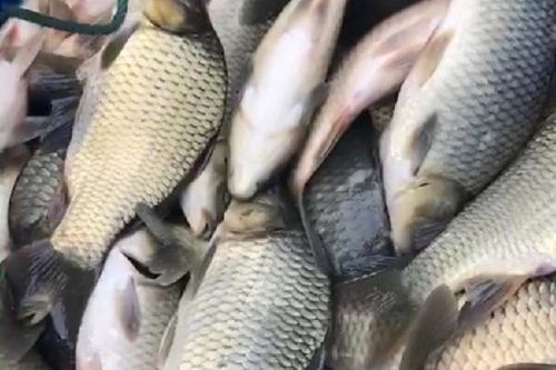 鲶鱼多少钱一斤_鲶鱼价格为什么波动大-第1张图片-山城妙识