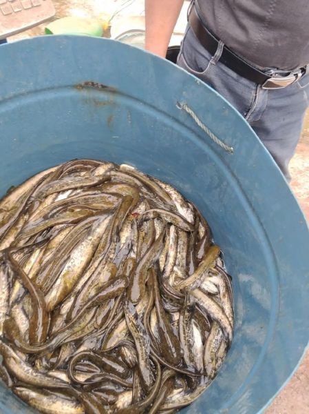 鲶鱼多少钱一斤_鲶鱼价格为什么波动大-第2张图片-山城妙识