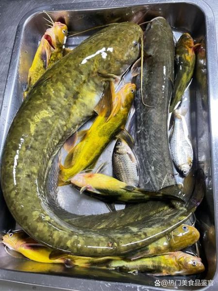 鲶鱼多少钱一斤_鲶鱼价格为什么波动大-第3张图片-山城妙识
