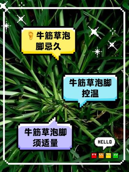 牛筋的功效与作用_牛筋的禁忌人群有哪些-第3张图片-山城妙识 牛筋的功效与作用_牛筋的禁忌人群有哪些-第3张图片-山城妙识