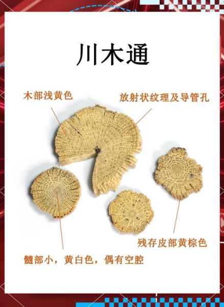 木通图片长什么样_木通与川木通区别-第1张图片-山城妙识 木通图片长什么样_木通与川木通区别-第1张图片-山城妙识