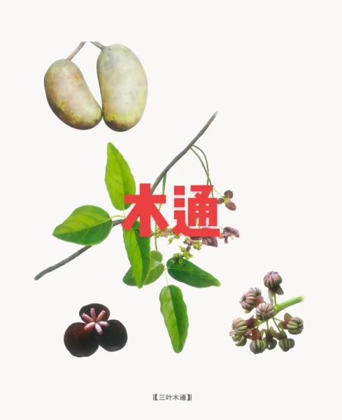 木通图片长什么样_木通与川木通区别-第3张图片-山城妙识 木通图片长什么样_木通与川木通区别-第3张图片-山城妙识