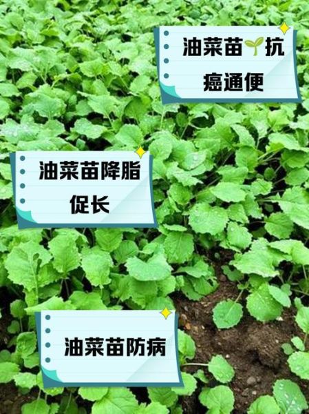 油菜的功效与作用_油菜的禁忌有哪些-第2张图片-山城妙识