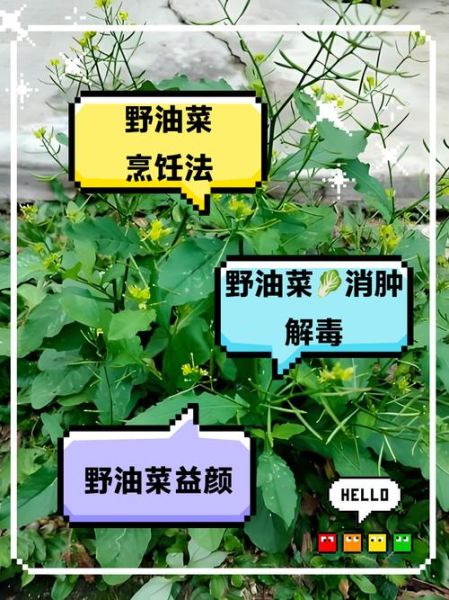 油菜的功效与作用_油菜的禁忌有哪些-第3张图片-山城妙识