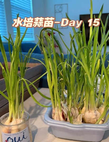 炒蒜苗要不要焯水_焯水后口感会变差吗-第2张图片-山城妙识