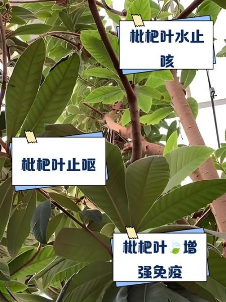 枇杷叶煮水用老叶还是嫩叶_枇杷叶老叶嫩叶功效区别-第1张图片-山城妙识